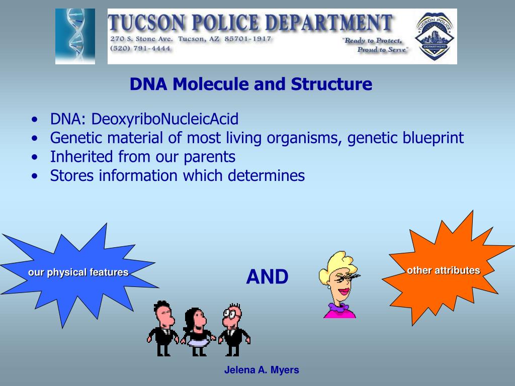 PPT - Forensic DNA Analysis Jelena A. Myers Senior Criminalist (DNA ...