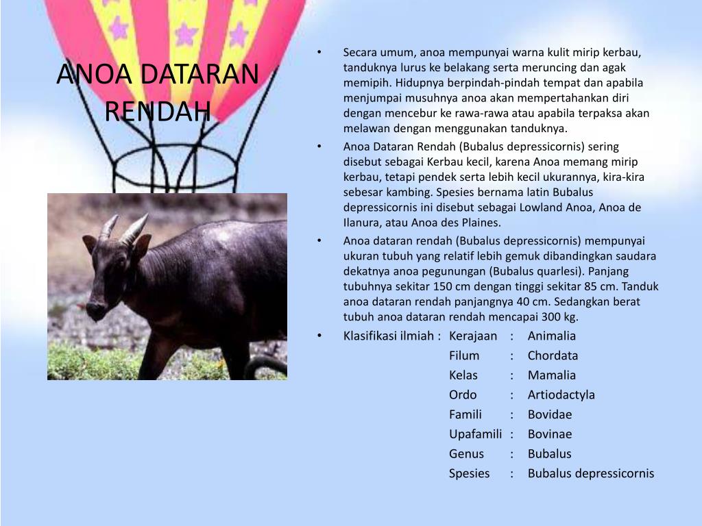PPT - REGION INDONESIA TENGAH PowerPoint Presentation, free download ...