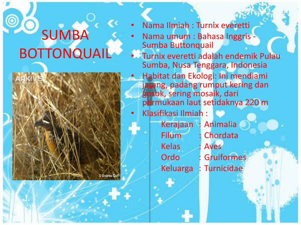 PPT - REGION INDONESIA TENGAH PowerPoint Presentation, free download ...