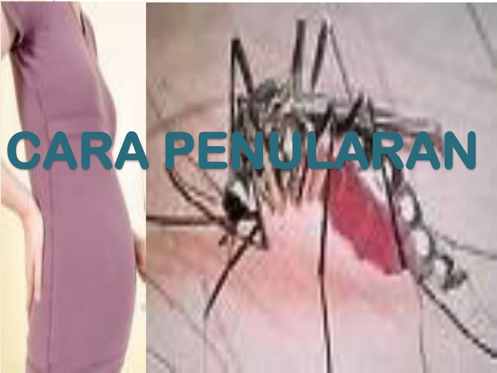 PPT - ASUHAN KEBIDANAN PATOLOGI MALARIA DALAM KEHAMILAN PowerPoint ...