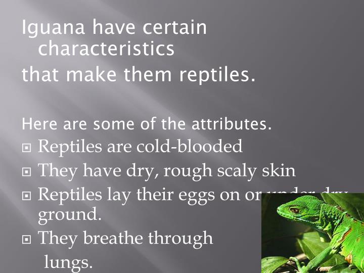 PPT - Animal Report Iguana PowerPoint Presentation - ID:3017598