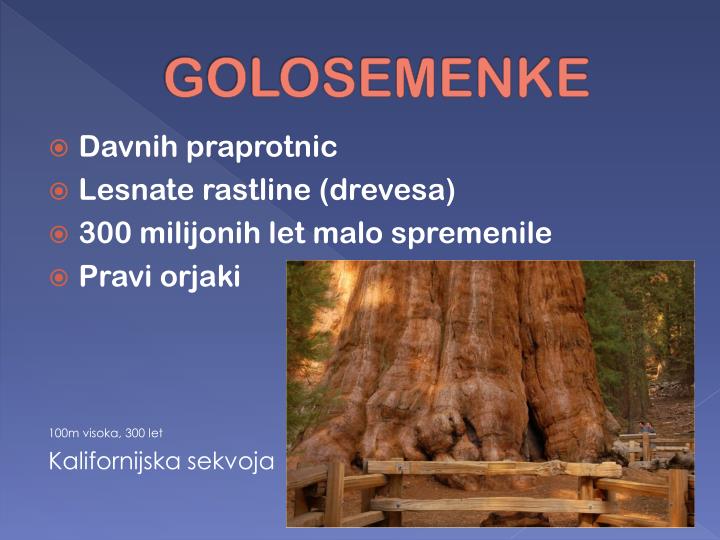 PPT - SEMENKE V MORJU PowerPoint Presentation - ID:3017638
