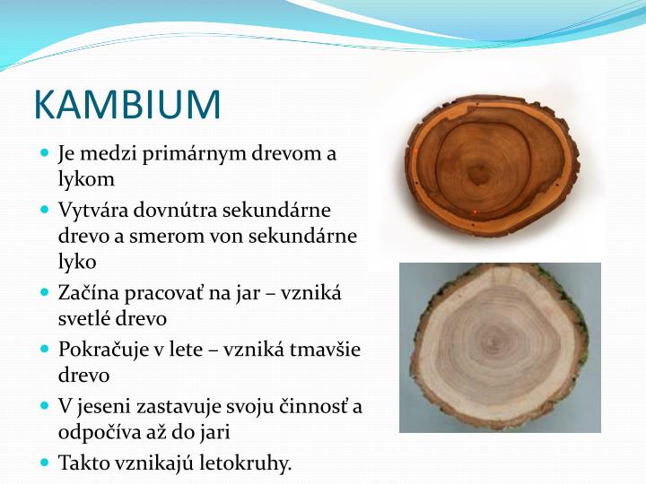 PPT - STONKA PowerPoint Presentation - ID:3019025