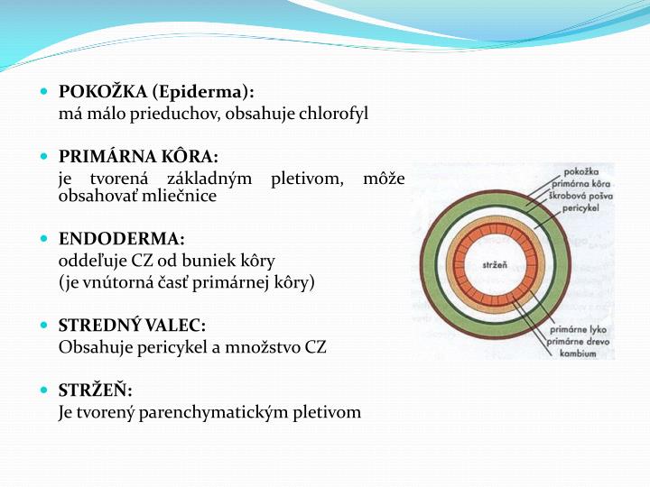 PPT - STONKA PowerPoint Presentation - ID:3019025