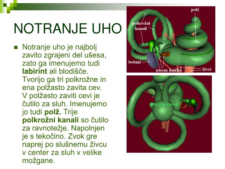 PPT - UHO II ČUTILO ZA SLUH PowerPoint Presentation - ID:3019246