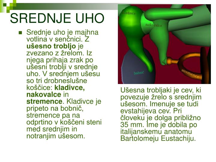 PPT - UHO II ČUTILO ZA SLUH PowerPoint Presentation - ID:3019246
