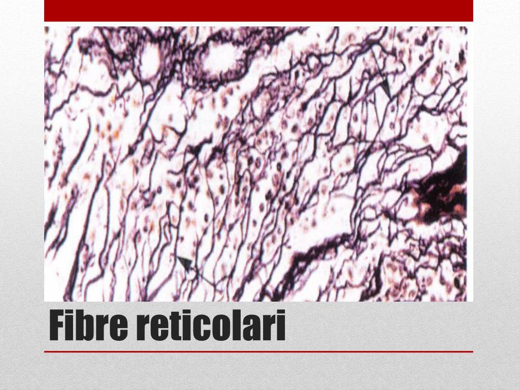 PPT - IL RINGIOVANIMENTO DEL DERMA ATTRAVERSO LA STIMOLAZIONE DEI ...