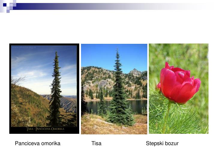 PPT - CRVENE KNJIGE FLORE I FAUNE PowerPoint Presentation - ID:3020509