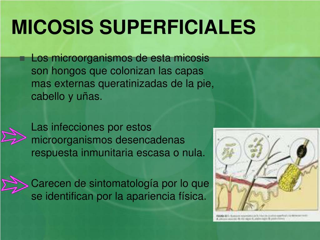 PPT - MICOSIS SUPERFICIALES Y CUTANEAS PowerPoint Presentation, free ...