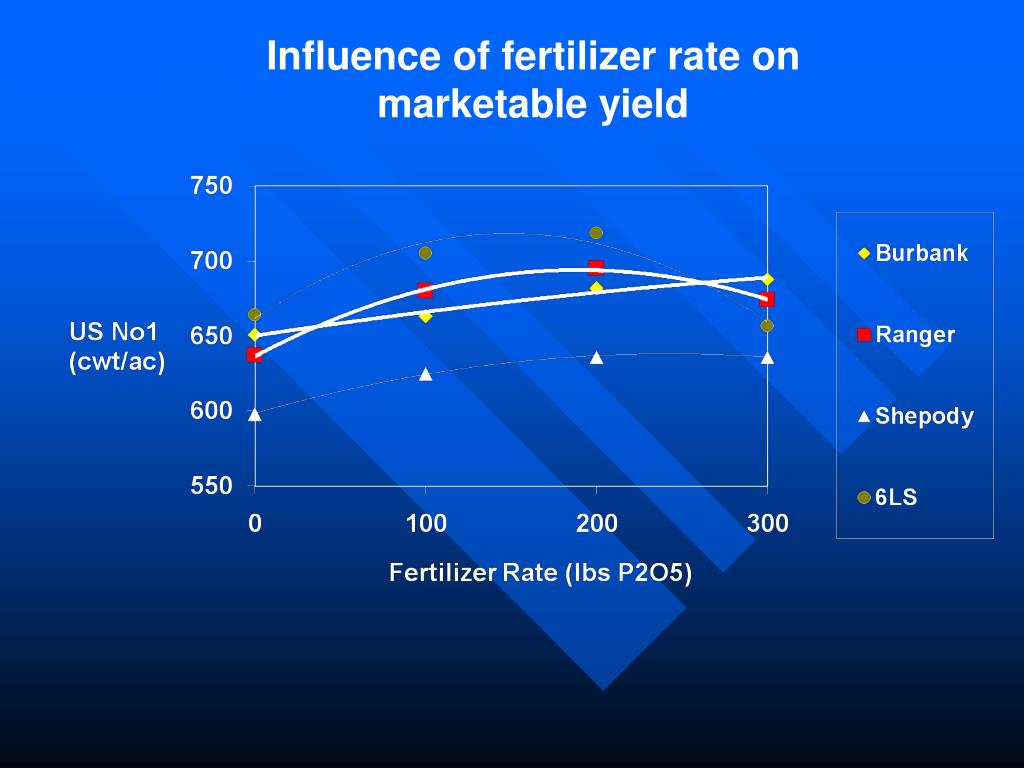 PPT - Potato Variety Response to Phosphorus Fertilizer PowerPoint ...