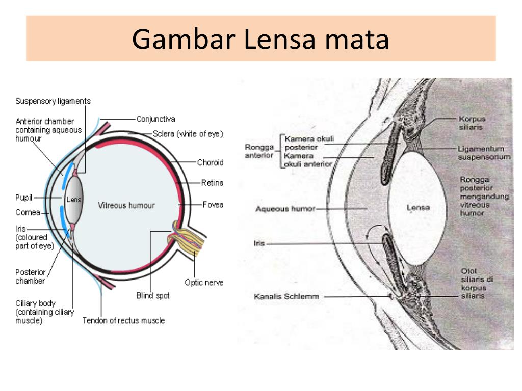 PPT - ANATOMI FISIOLOGI S1 KEPERAWATAN STIKES YOGYAKARTA PowerPoint ...