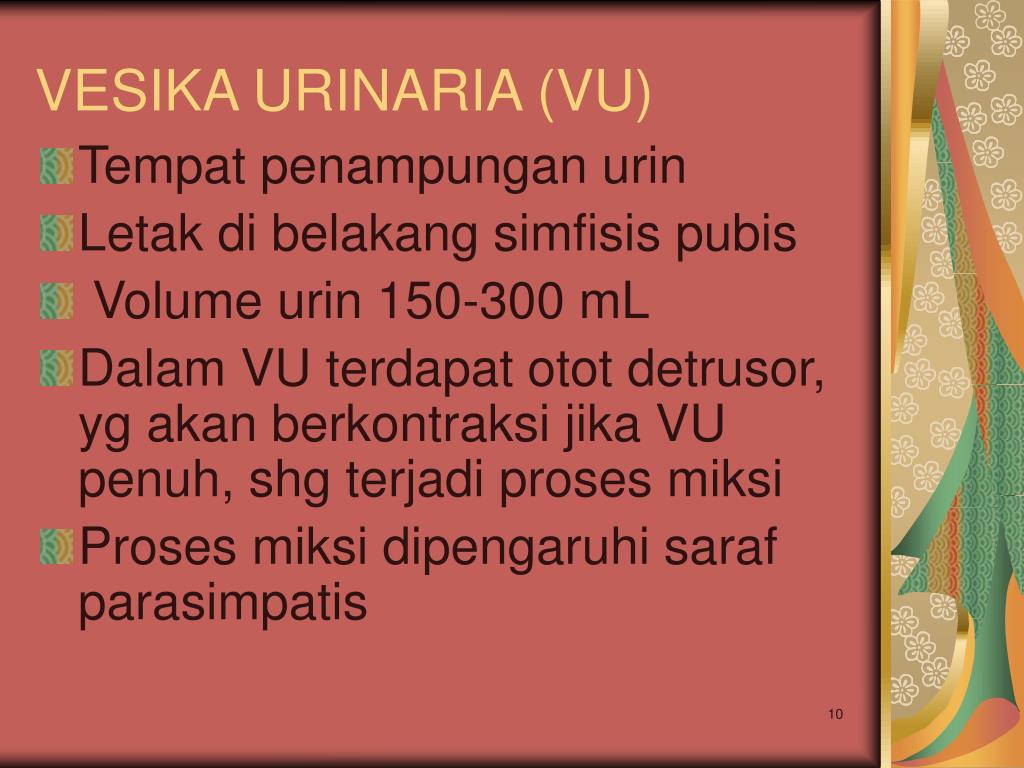 PPT - ANATOMI & FISIOLOGI SISTEM PERKEMIHAN OLEH : WITRI HASTUTI, S.Kep ...