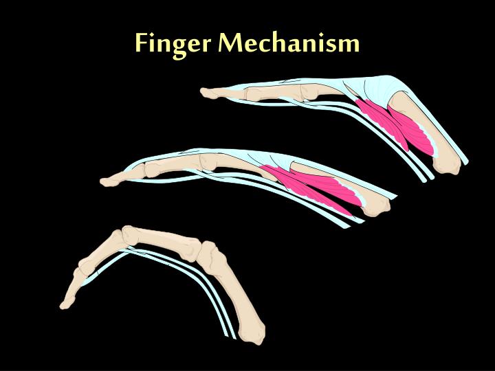 PPT - Hand and Wrist PowerPoint Presentation - ID:3021090