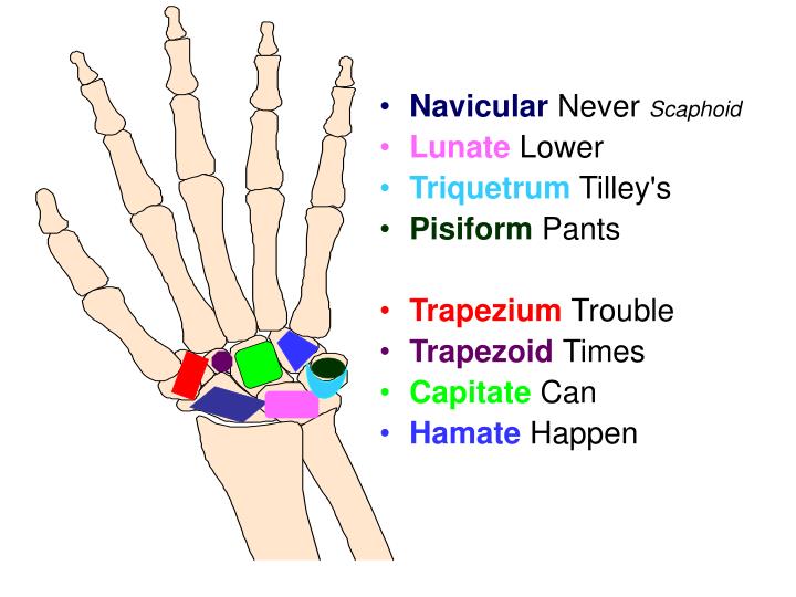 PPT - Hand and Wrist PowerPoint Presentation - ID:3021090