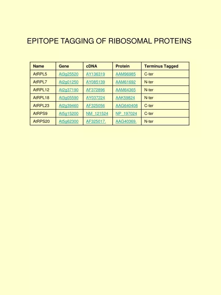 PPT - EPITOPE TAGGING OF RIBOSOMAL PROTEINS PowerPoint Presentation ...