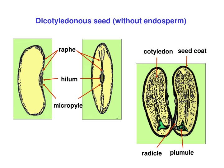 PPT - SEEDS PowerPoint Presentation - ID:3022035