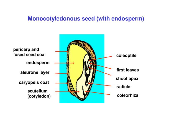 PPT - SEEDS PowerPoint Presentation - ID:3022035