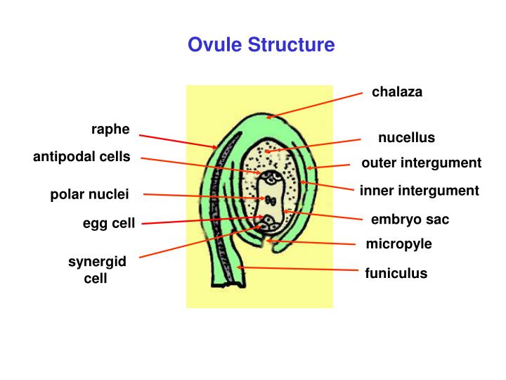 PPT - SEEDS PowerPoint Presentation - ID:3022035