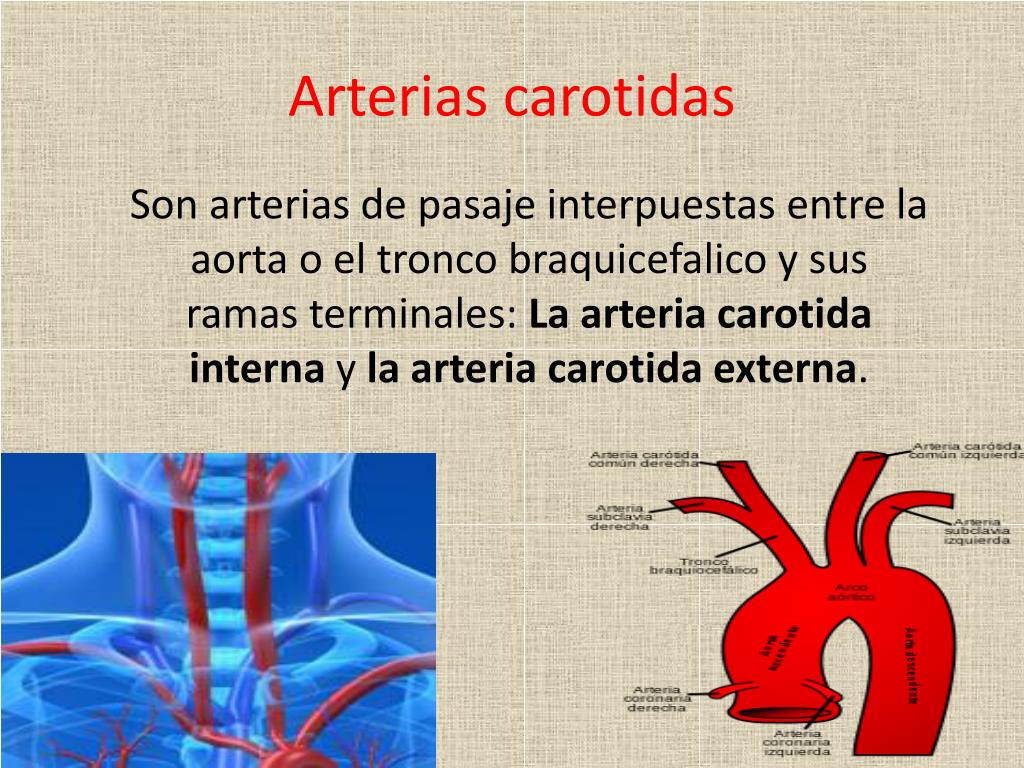 PPT - Arteria carotida primitiva – Venas Yugulares PowerPoint ...