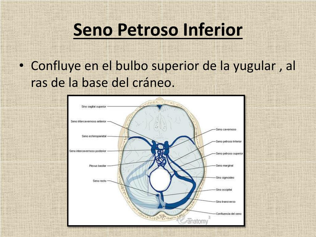 PPT - Arteria carotida primitiva – Venas Yugulares PowerPoint ...