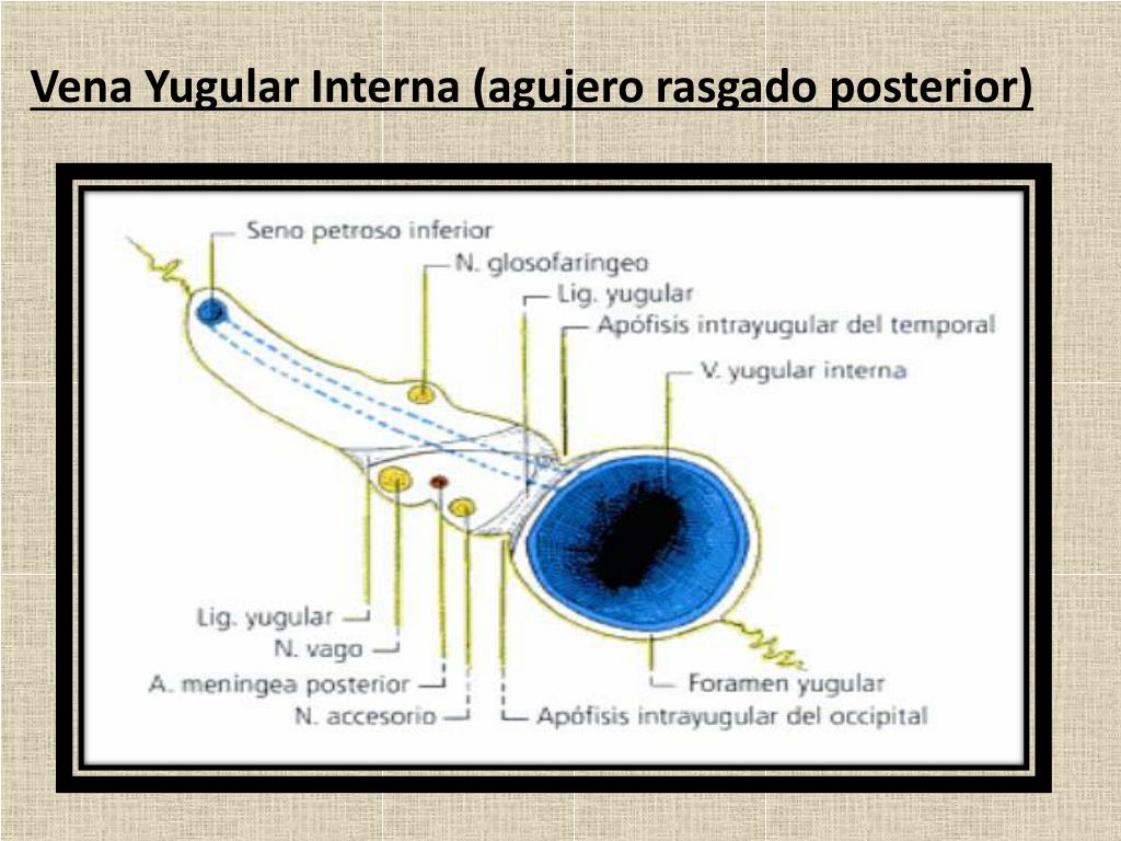 PPT - Arteria carotida primitiva – Venas Yugulares PowerPoint ...
