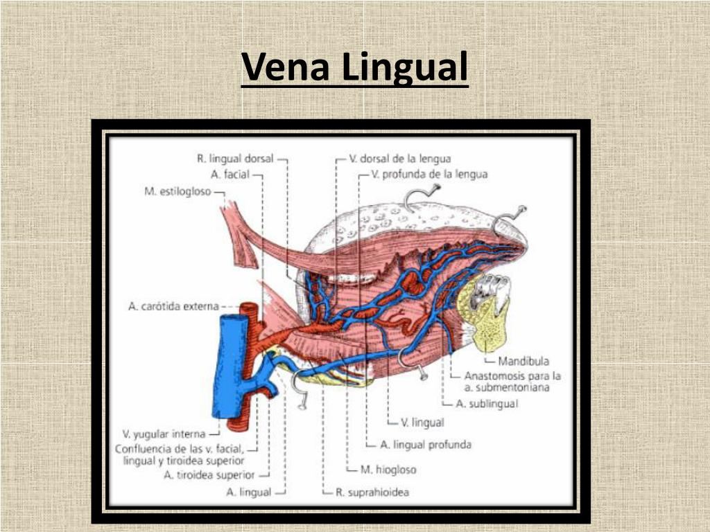 PPT - Arteria carotida primitiva – Venas Yugulares PowerPoint ...
