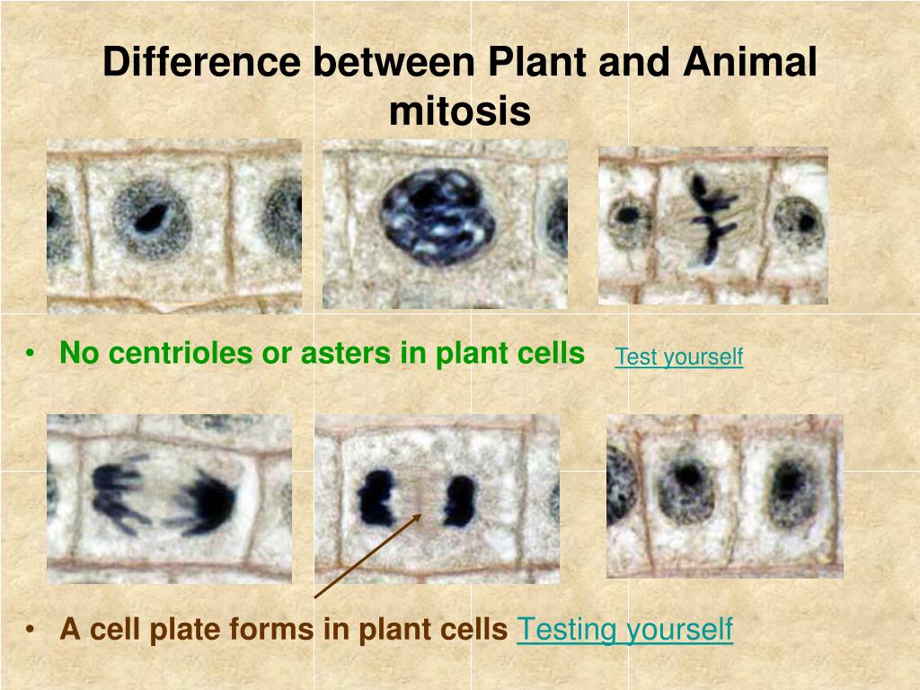 PPT - Chapter 10: Cell Reproduction Mitosis and Meiosis PowerPoint ...