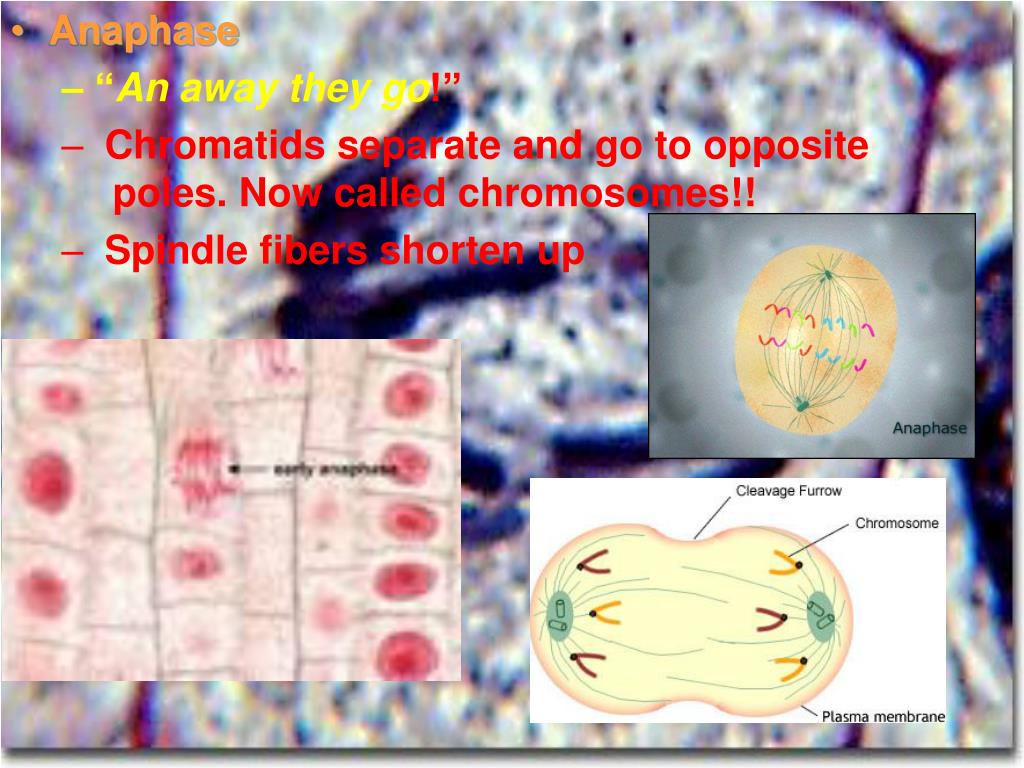 PPT - Chapter 10: Cell Reproduction Mitosis and Meiosis PowerPoint ...