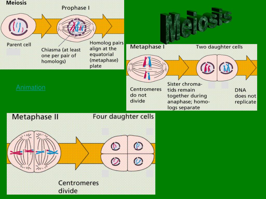 PPT - Chapter 10: Cell Reproduction Mitosis and Meiosis PowerPoint ...