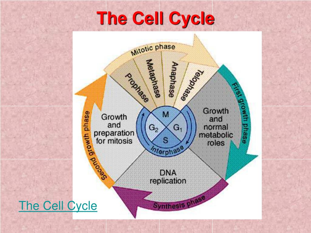 PPT - Chapter 10: Cell Reproduction Mitosis and Meiosis PowerPoint ...