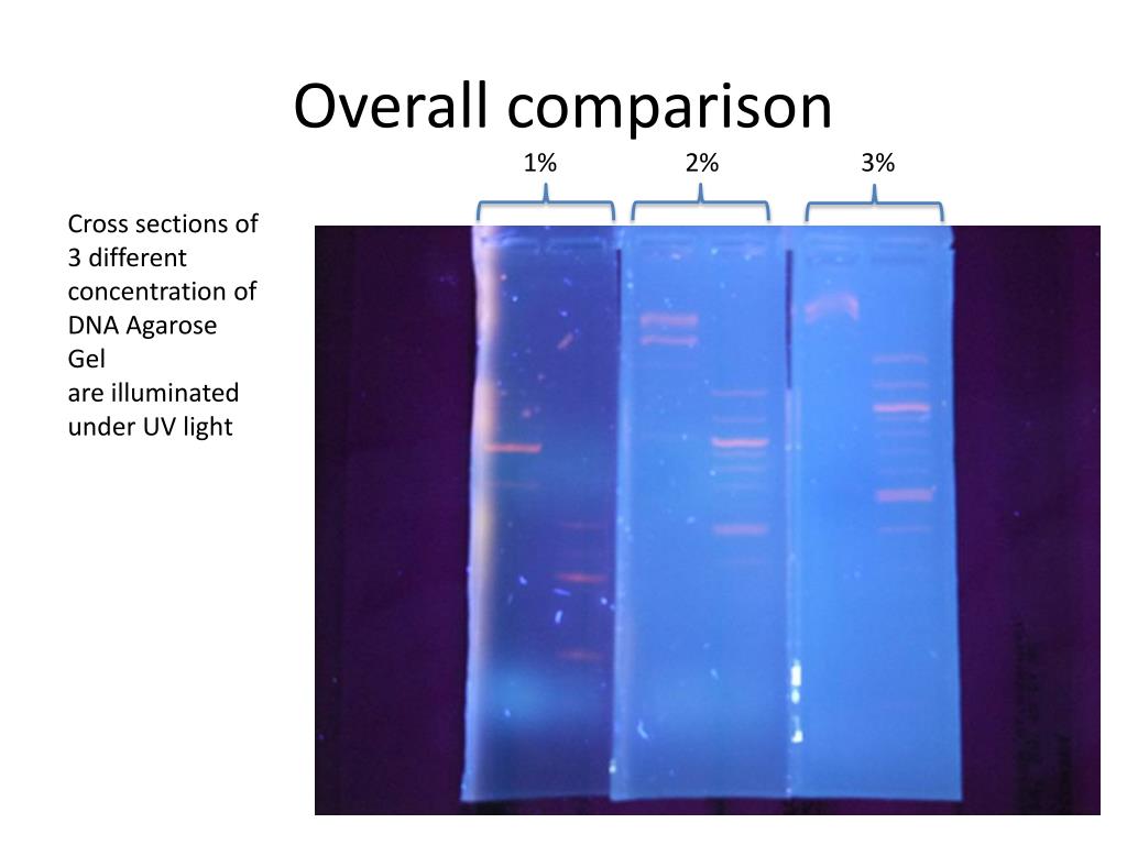 PPT - 1% Agarose Gel DNA Electrophoresis PowerPoint Presentation, free ...