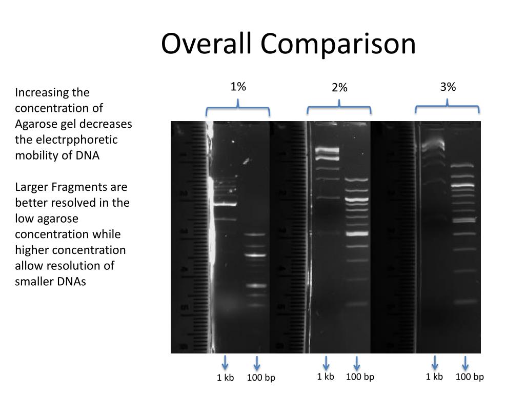 PPT - 1% Agarose Gel DNA Electrophoresis PowerPoint Presentation, free ...