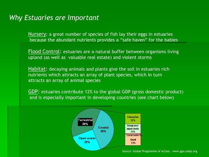 PPT - Biome: Estuary PowerPoint Presentation - ID:3024418