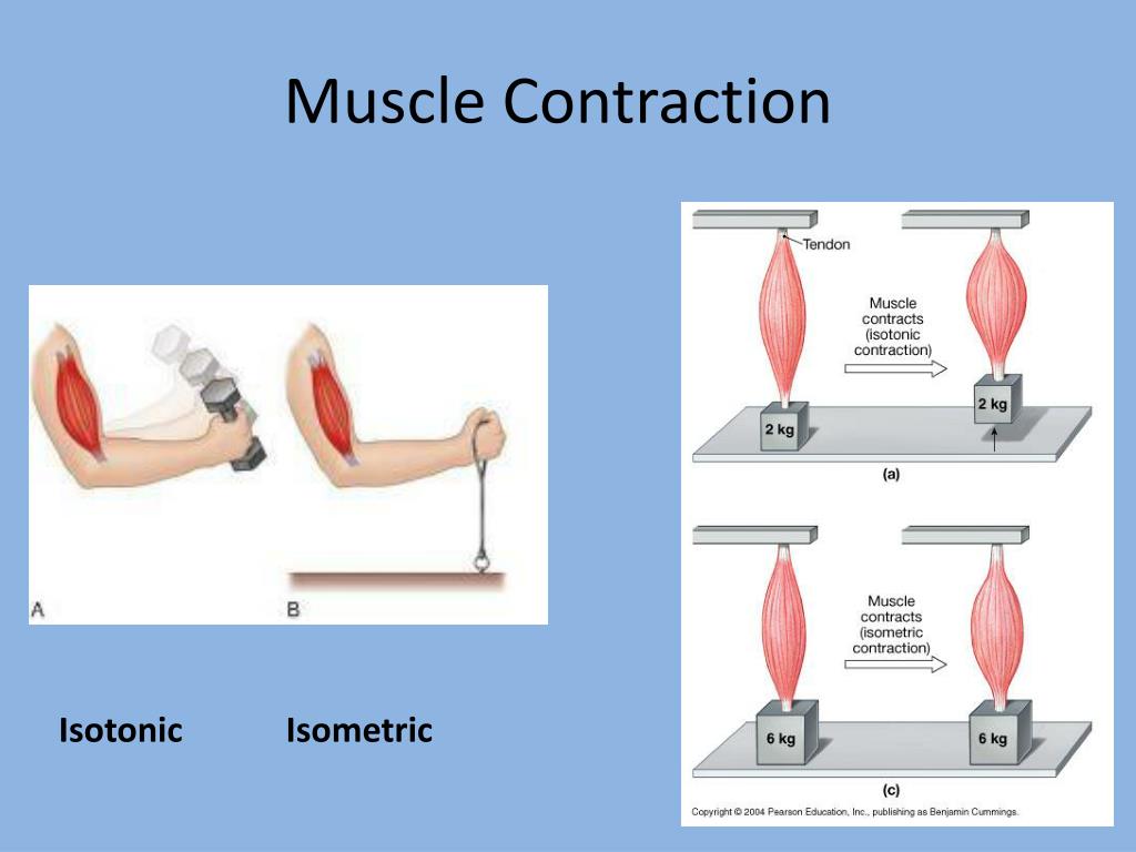 PPT - Human Anatomy and Physiology Lab #8 Muscle Physiology PowerPoint ...