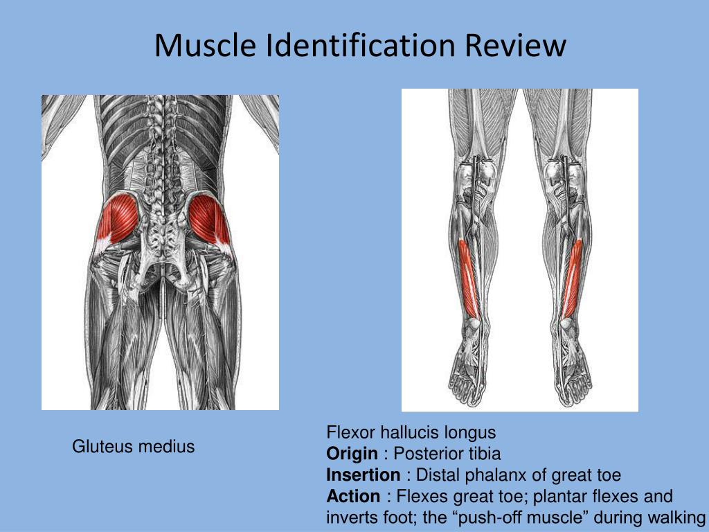 PPT - Human Anatomy and Physiology Lab #8 Muscle Physiology PowerPoint ...