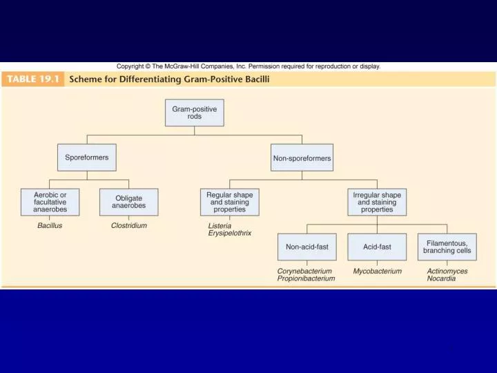PPT - Spore-forming Bacilli PowerPoint Presentation, free download - ID ...