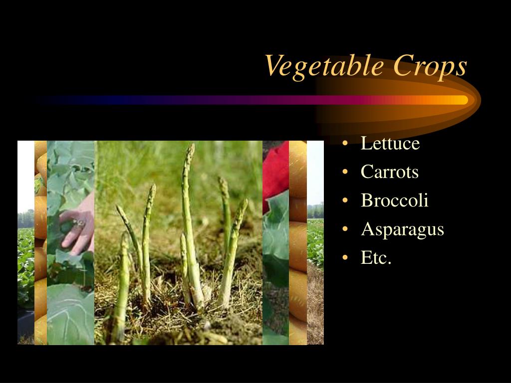 PPT - The Role of Cultivated Plants in the Living World PowerPoint ...