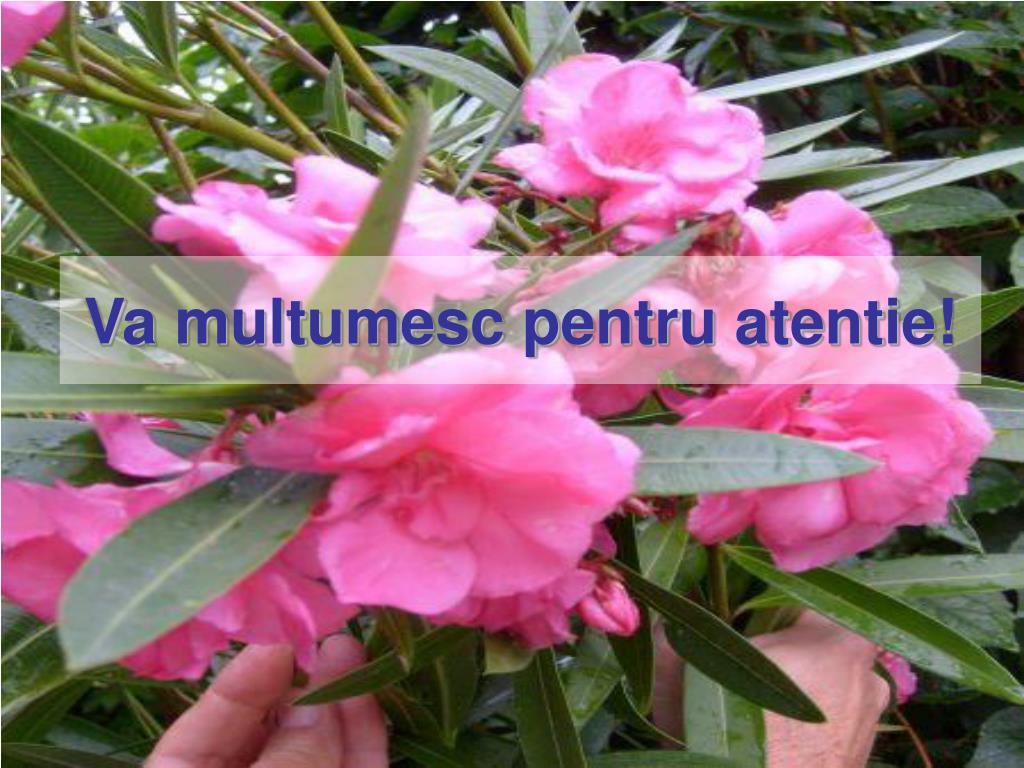 PPT - Viata spirituala a familiei - din perspectiva crestina ...