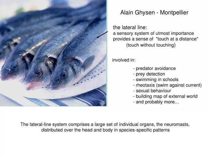 PPT - The lateral-line system comprises a large set of individual ...