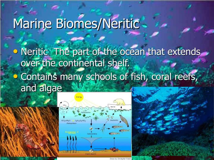 PPT - Biomes Terrestrial Only PowerPoint Presentation - ID:3026221