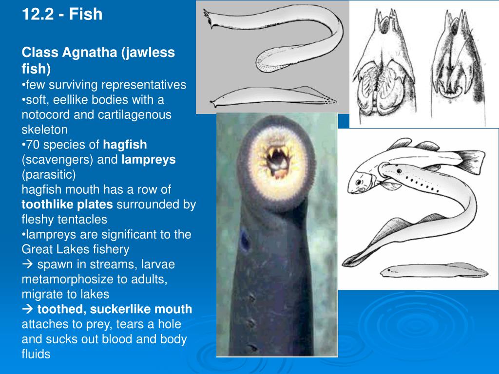 PPT - 12.1 - PHYLUM CHORDATA bilateral symmetry PowerPoint Presentation ...