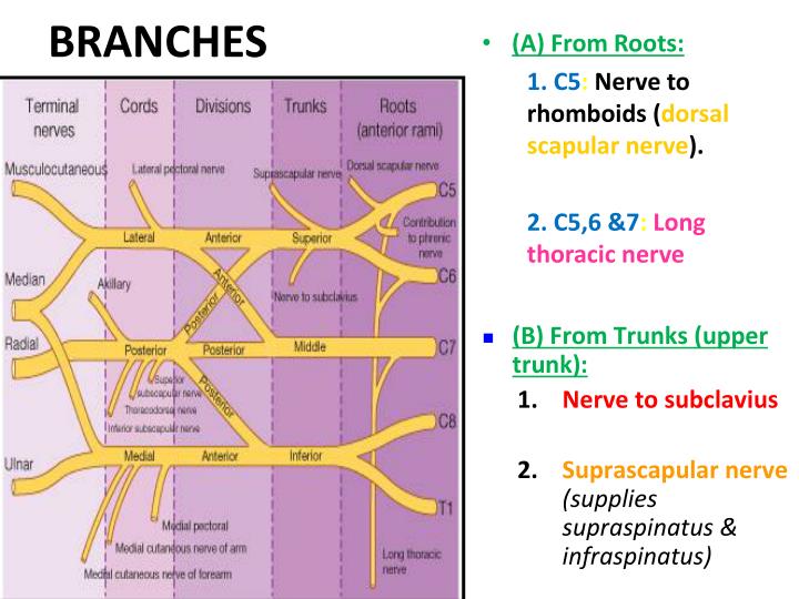 PPT - Brachial Plexus PowerPoint Presentation - ID:3026841