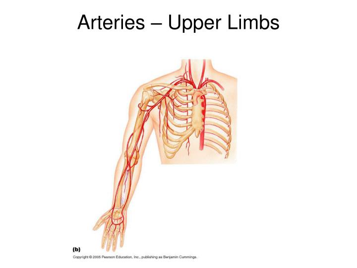 PPT - Chap 18 – Blood Vessels Continued PowerPoint Presentation - ID ...