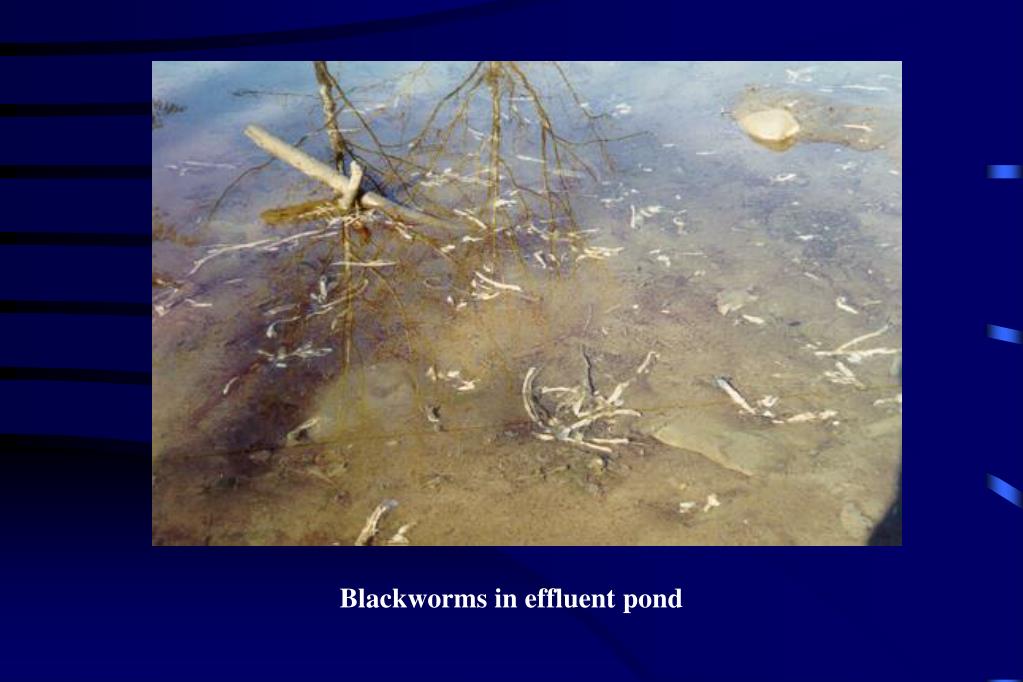 PPT - Blackworms (Lumbriculus variegatus), a second crop from trout ...