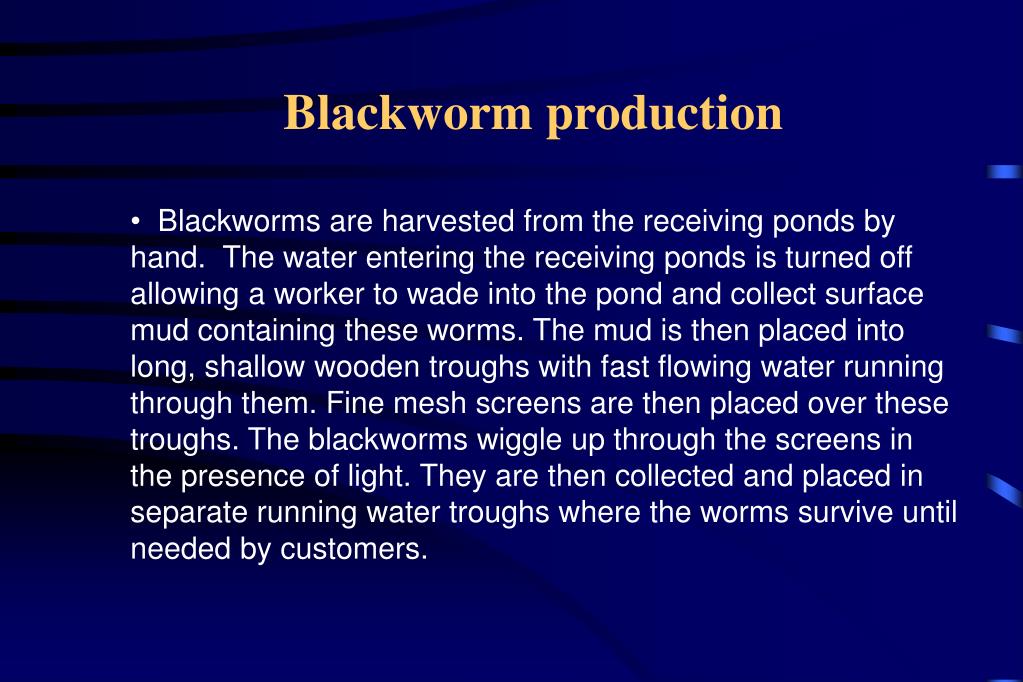 PPT - Blackworms (Lumbriculus variegatus), a second crop from trout ...