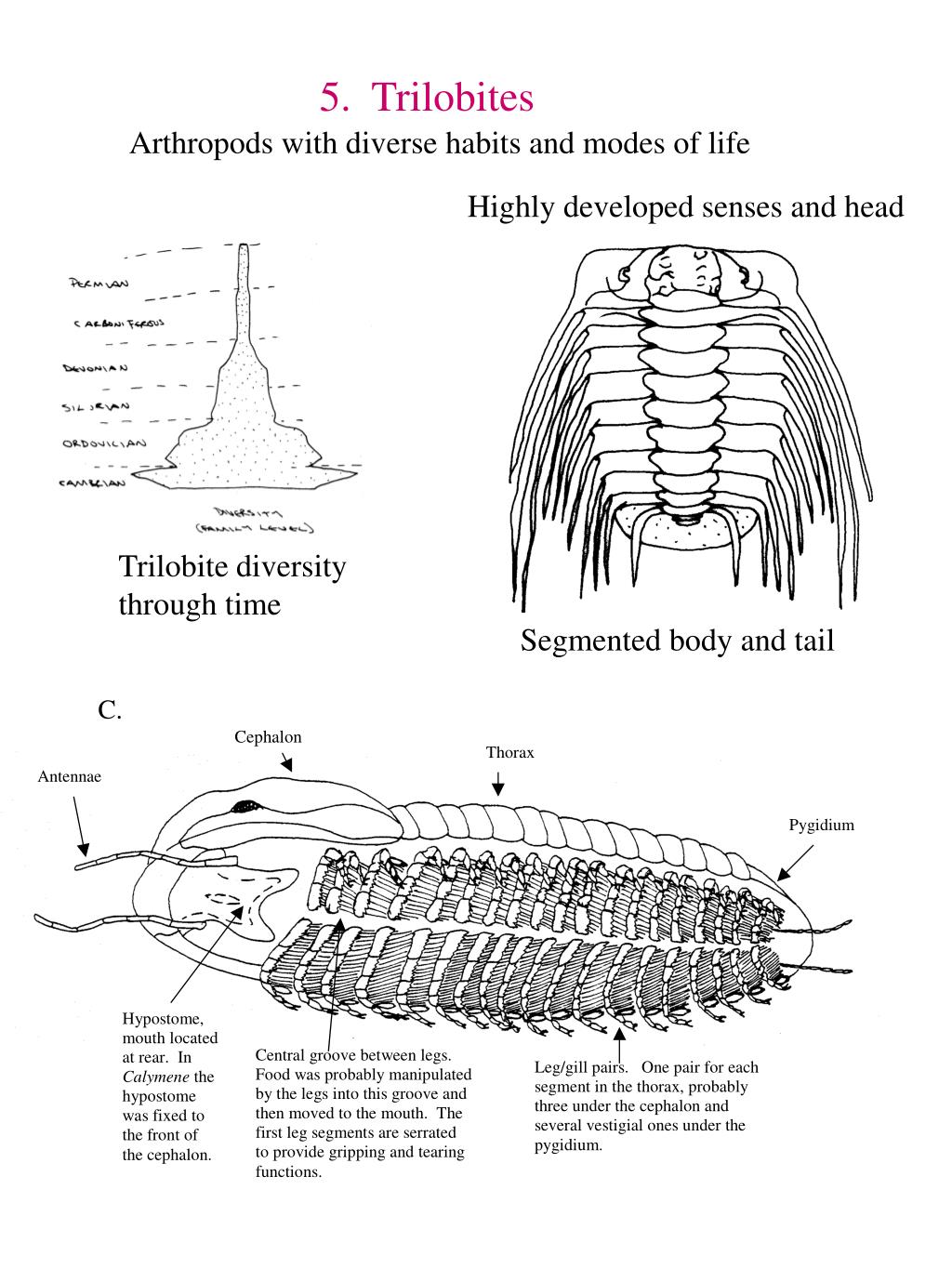PPT - The Cambrian fauna 1. Sepkoski’s Curves 2. The Cambrian fauna 3 ...