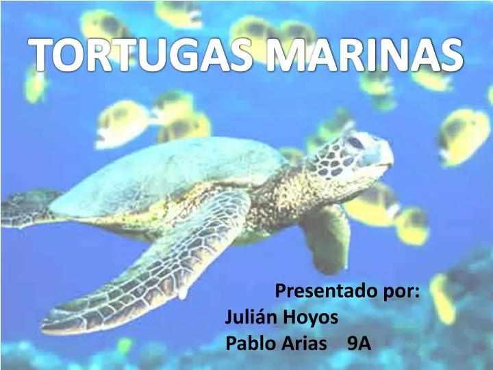 PPT - TORTUGAS MARINAS PowerPoint Presentation, free download - ID:3027971