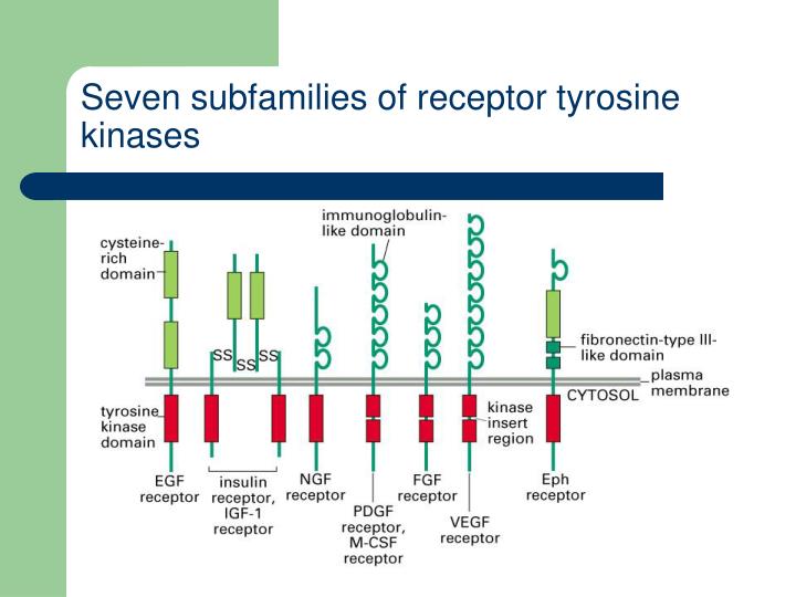 Ppt Receptor Tyrosine Kinases Powerpoint Presentation Id3028076