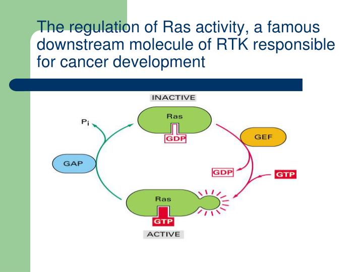 PPT - Receptor Tyrosine Kinases PowerPoint Presentation - ID:3028076