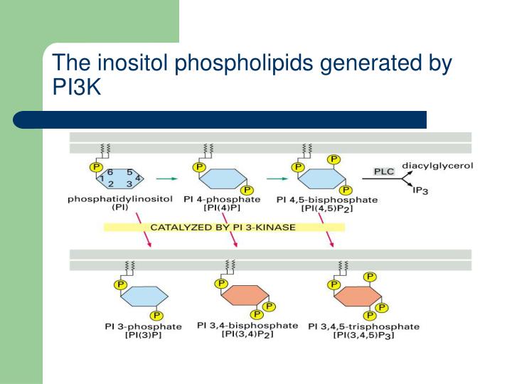 PPT - Receptor Tyrosine Kinases PowerPoint Presentation - ID:3028076